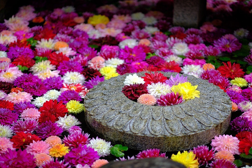 Okadera, A Temple of the Dragon & flowers - Yamato-Asuka New Tourism