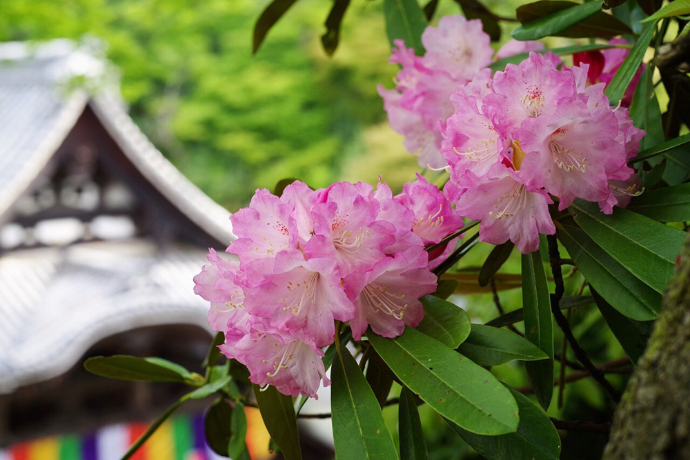 Okadera, A Temple of the Dragon & flowers - Yamato-Asuka New Tourism