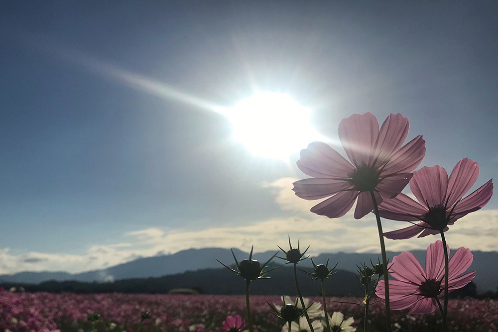 Cosmos & Fujiwara Palace Ruins - Yamato-Asuka New Tourism